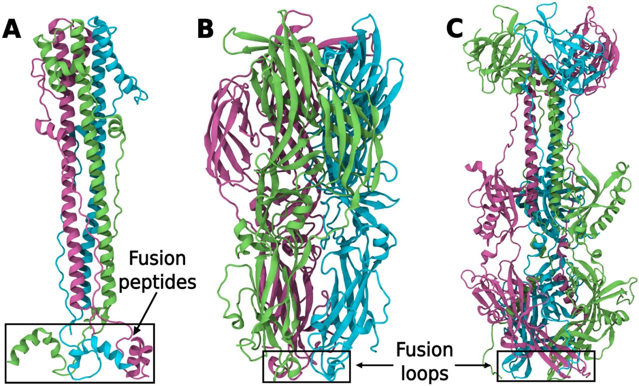 Viral fusion proteins of classes II and III recognize and reorganize ...