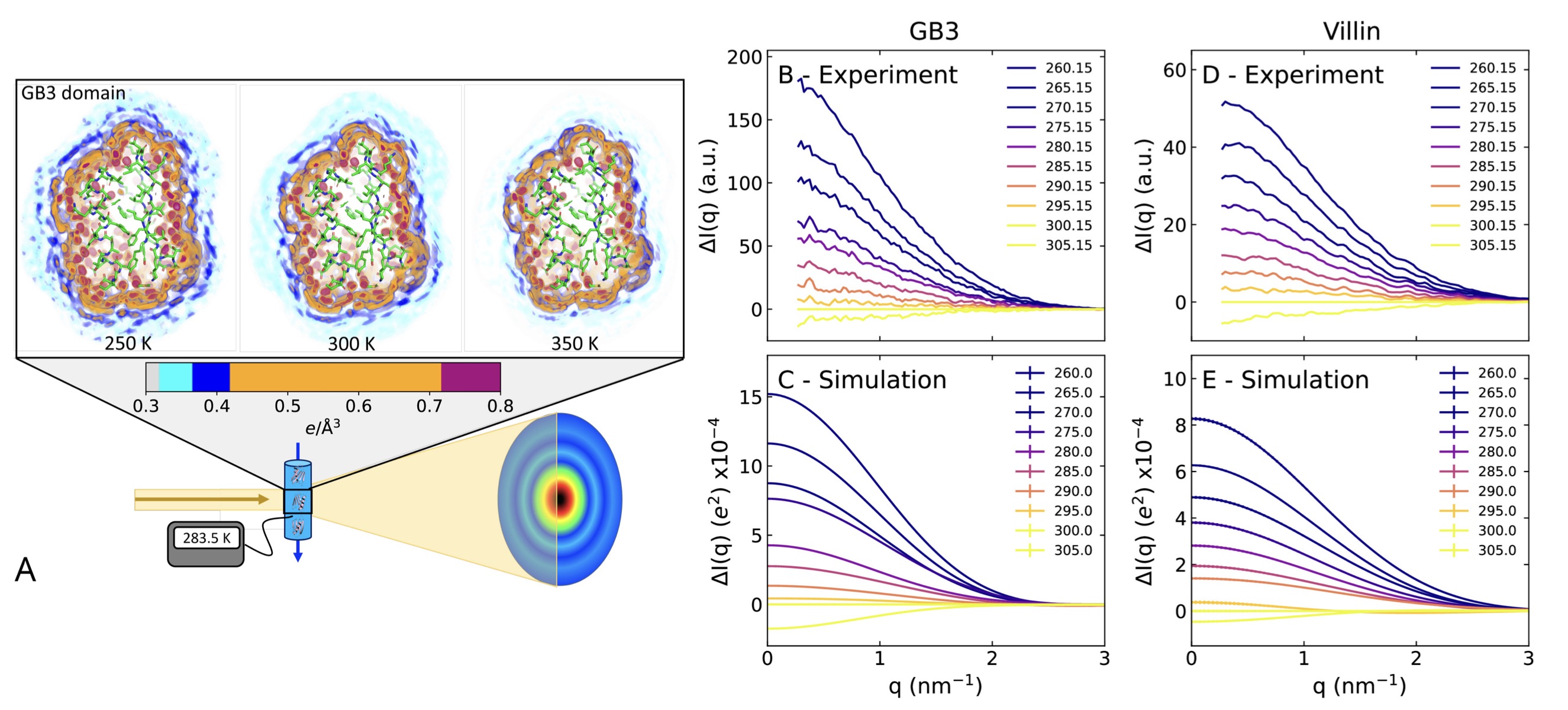 Depletion of the protein hydration shell with increasing temperature ...