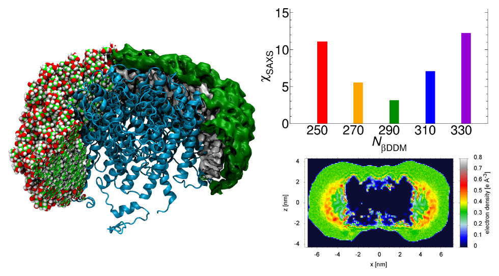 Structural Properties of Protein–Detergent Complexes from SAXS and MD ...