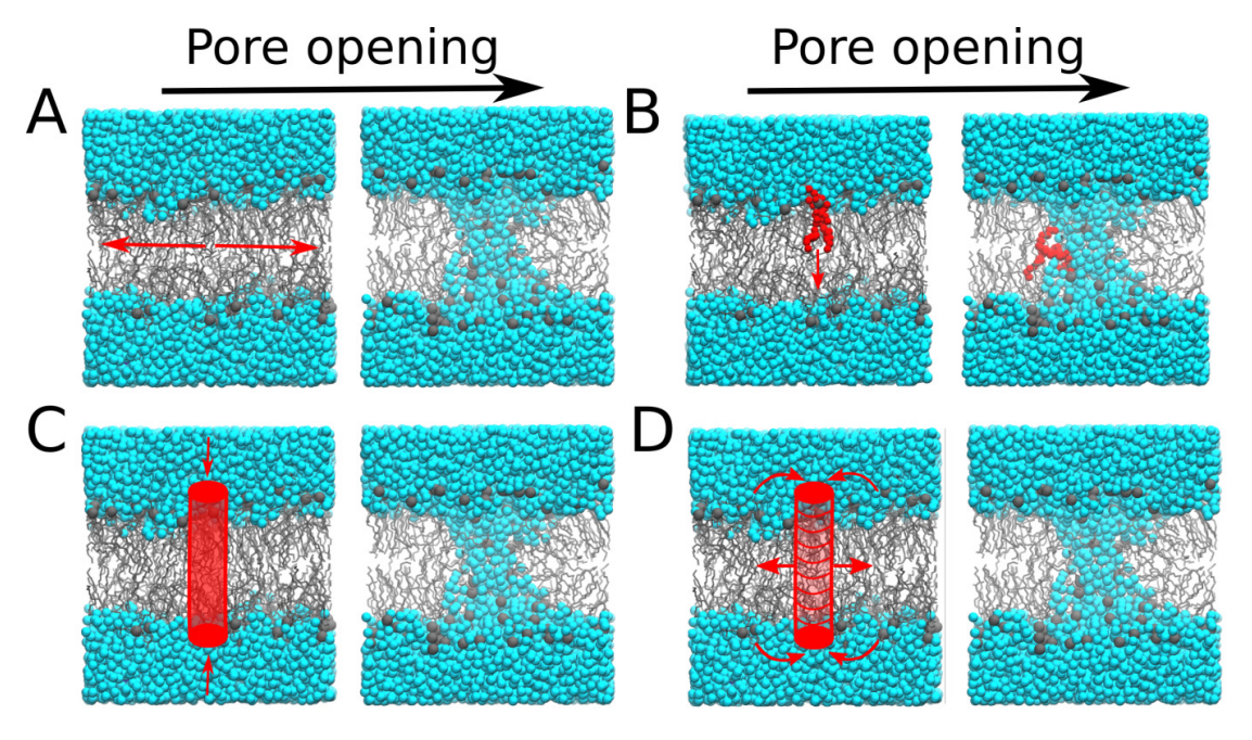 Free-Energy Calculations of Pore Formation in Lipid Membranes ...