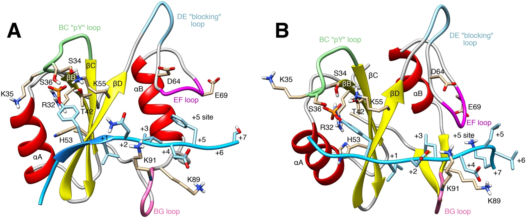 An allosteric interaction controls the activation mechanism of SHP2 tyrosine phosphatase ...