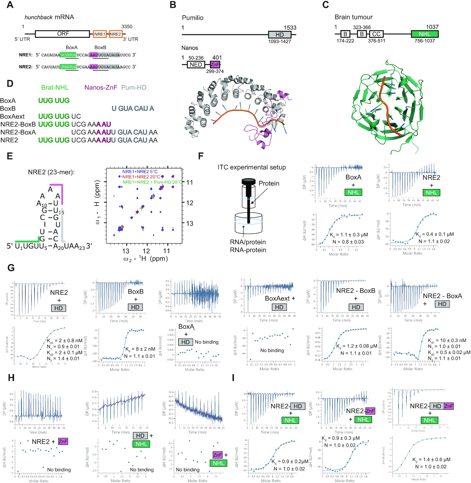 Structure and dynamics of the quaternary hunchback mRNA translation repression complex ...