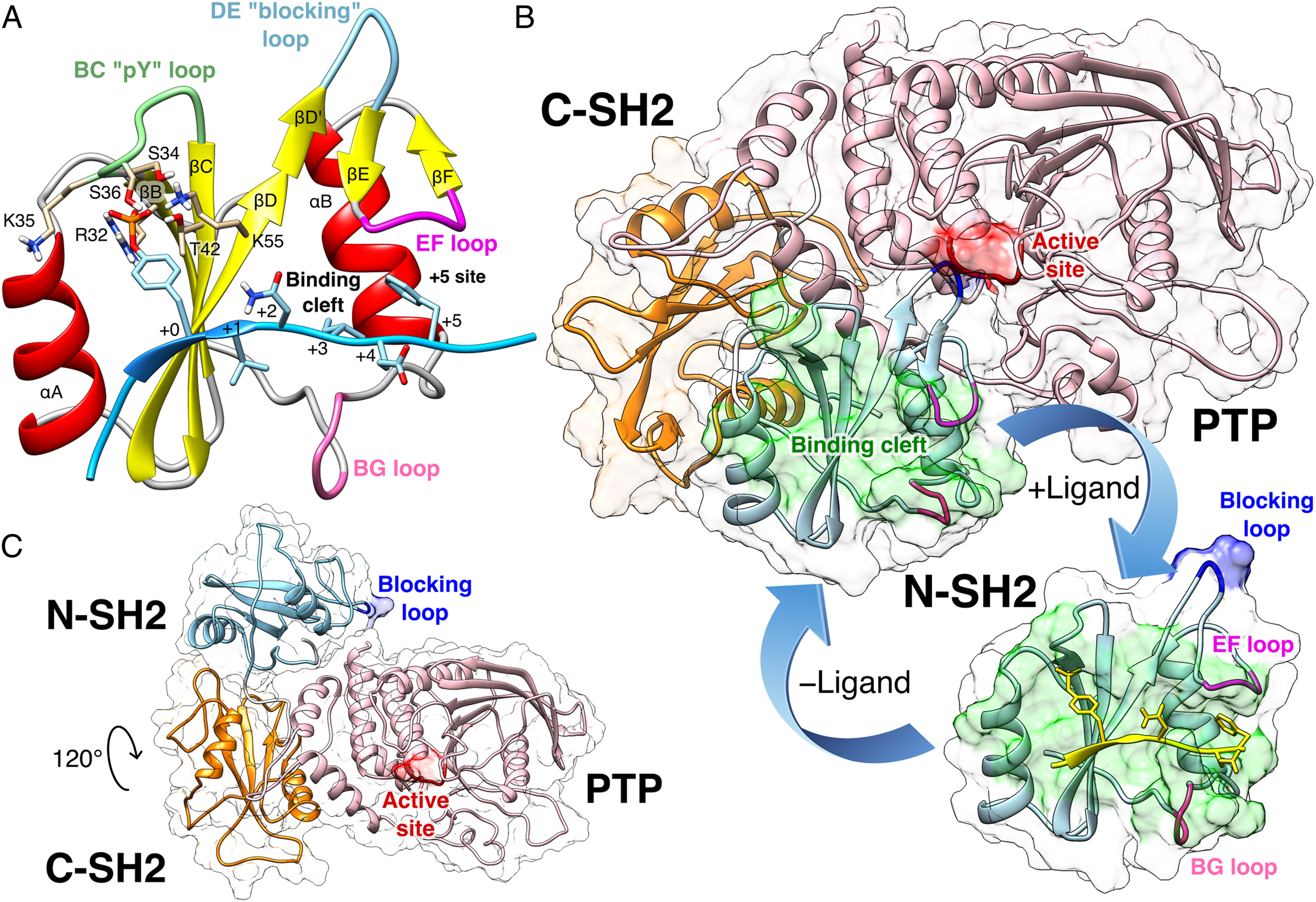 The loops of the N-SH2 binding cleft do not serve as allosteric switch in SHP2 activation ...