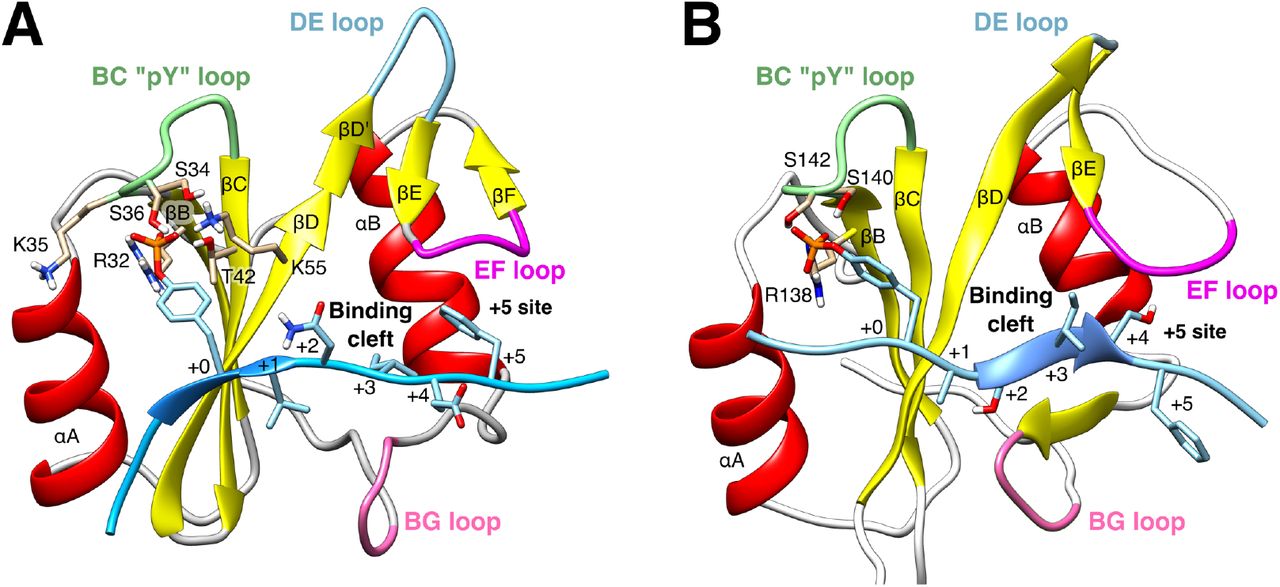 Revealing Allostery in PTPN11 SH2 Domains from MD Simulations ...
